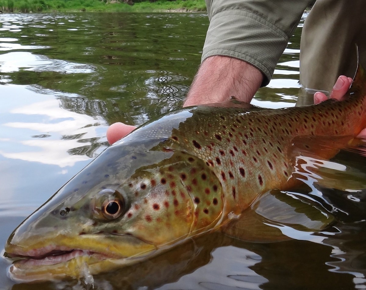 The Best Fishing Lines For Trout That Top Guides Use 2026